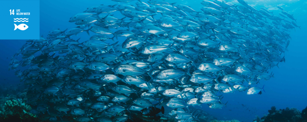 SDGs | Life Below Water